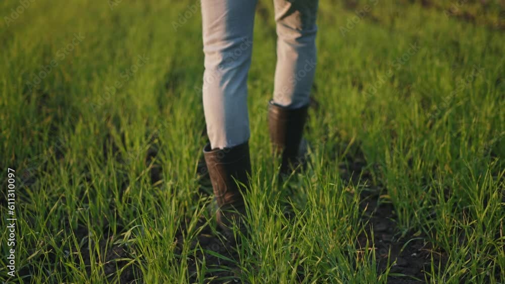 agriculture. farmer feet in boots walk through a green field of wheat ...