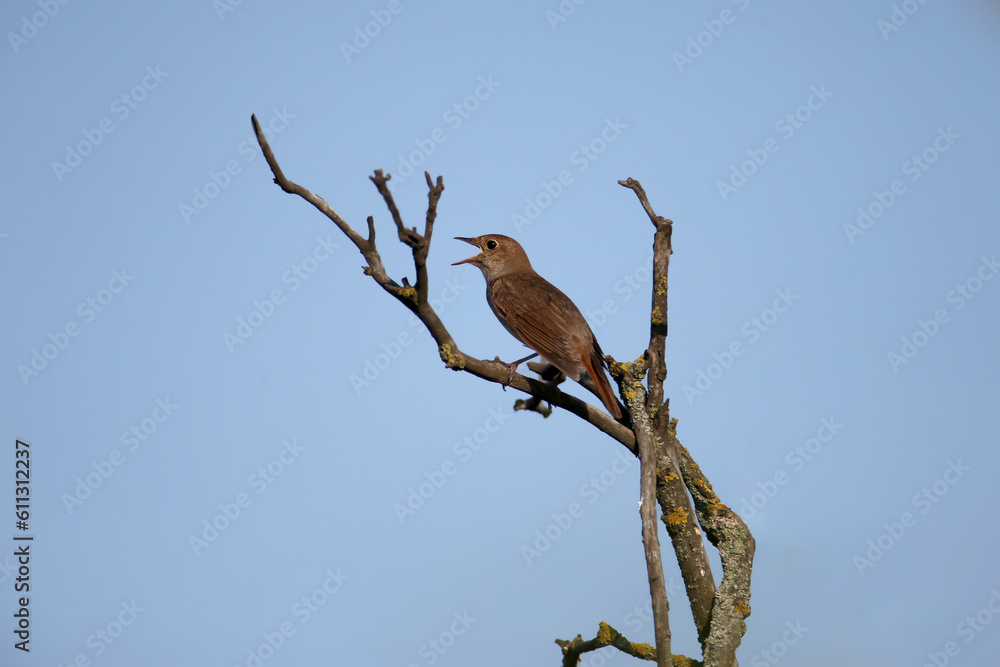 An adult Oriental Nightingale (Luscinia luscinia) photographed in close ...