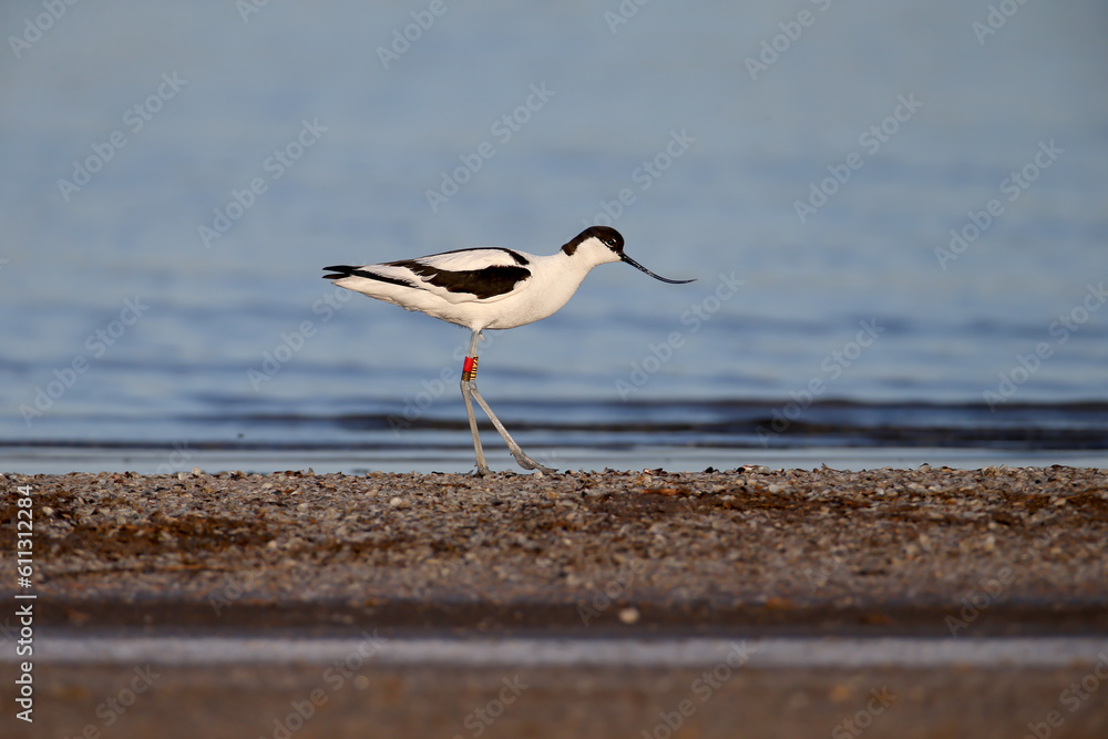 An adult pied avocet (Recurvirostra avosetta) in breeding plumage and ...