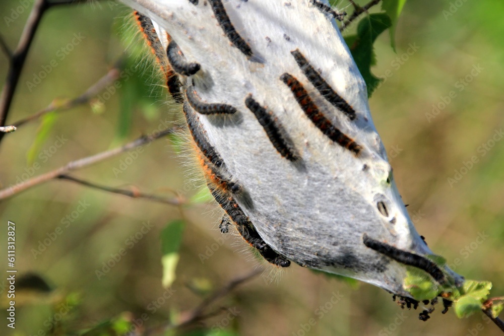 Caterpillars of fruit ermine moth (Yponomeuta padellus) on a tree ...