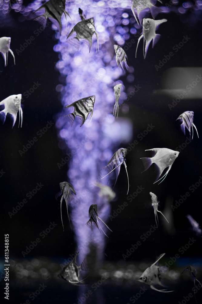 beautiful aquarium background, young fish scalarias on the background ...