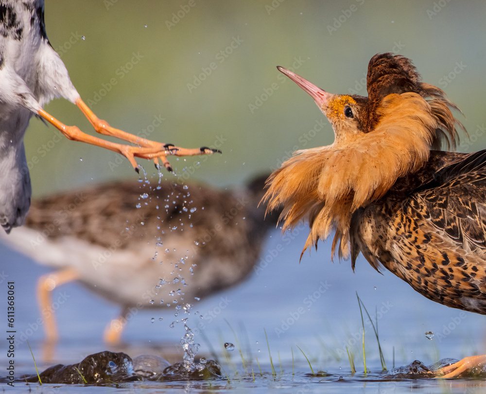 Ruff - male birds fighting at a wetland on the mating season in spring ...