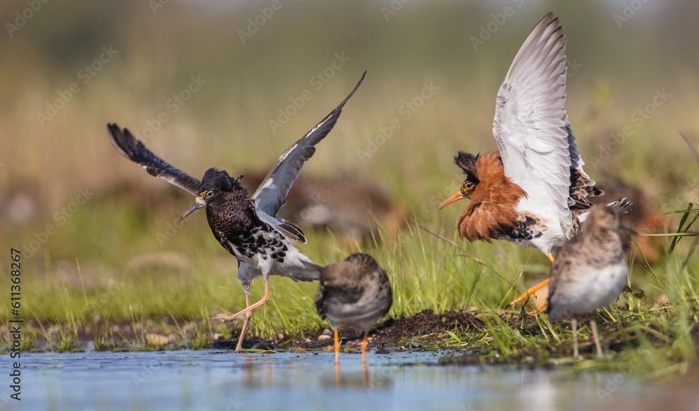 Ruff - male birds fighting at a wetland on the mating season in spring ...