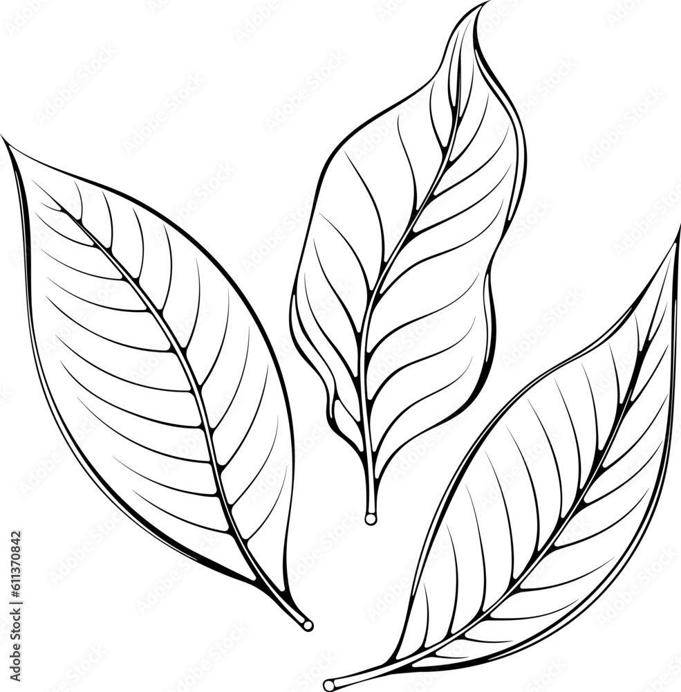 Lemon leaves. Botanical decorative element of lemon foliage. Vector ...