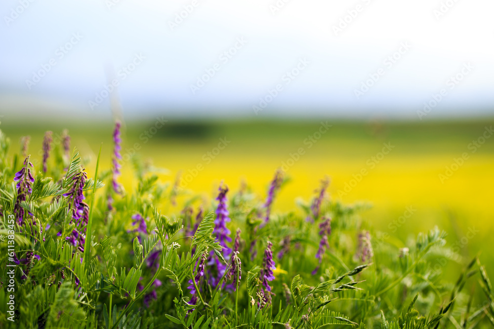 Mouse pea Vicia cracca. Valuable honey plant, fodder and medicinal ...