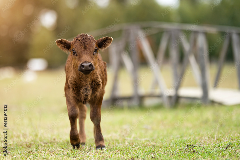Cute little calf runs along the green grass against background of ...