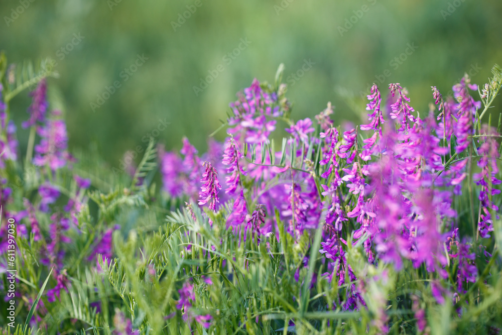 Mouse pea Vicia cracca. Valuable honey plant, fodder and medicinal ...