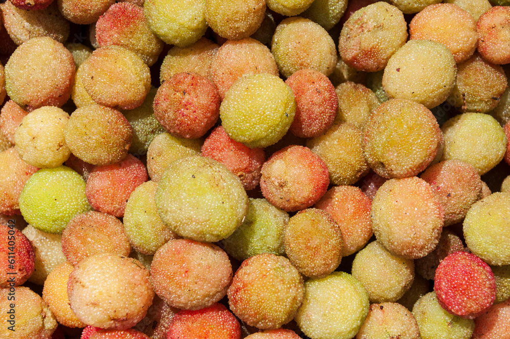 Sophie or Bayberry: A wild edible fruit with a sweet and sour taste ...