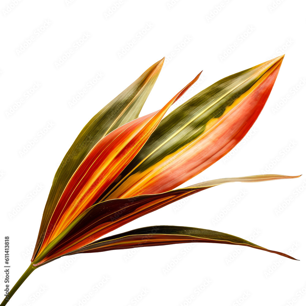 New Zealand flax phormium leaf cutout isolated on transparent ...