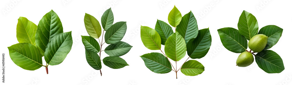 Collection of guava leaves cutout isolated on transparent background ...