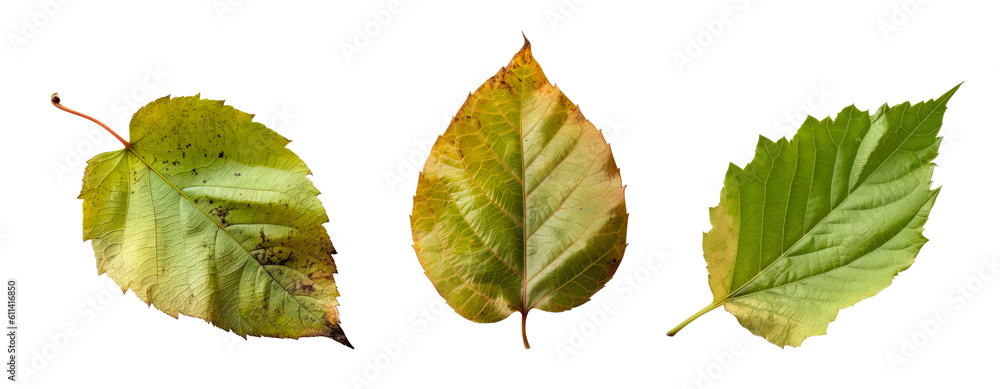 Collection of blue birch leaf cutout isolated on transparent background ...