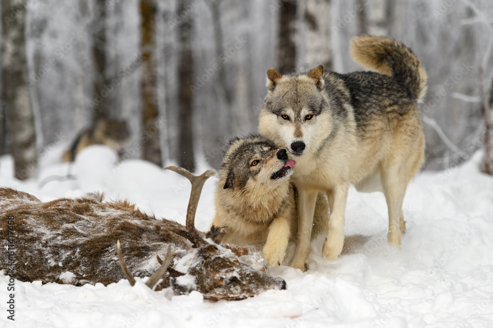 Wolf (Canis lupus) Licks Up at Face of Packmate at Deer Body Winter ...