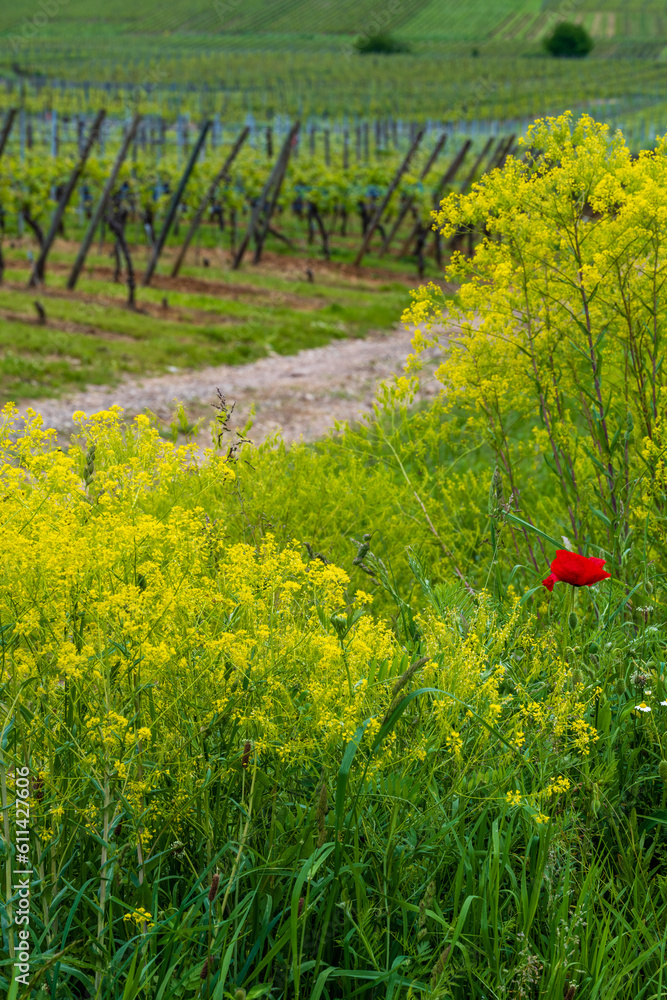 Foto de Vignoble alsacien : un écosystème vivant et vibrant, symbole de ...