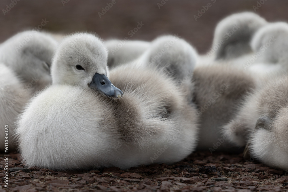 Cute Baby Swan