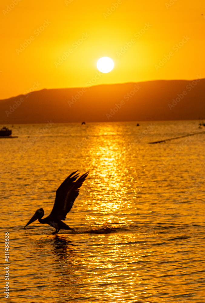 Pelicano peruano volando al atardecer en Paracas, Ica, Peru Stock Photo ...