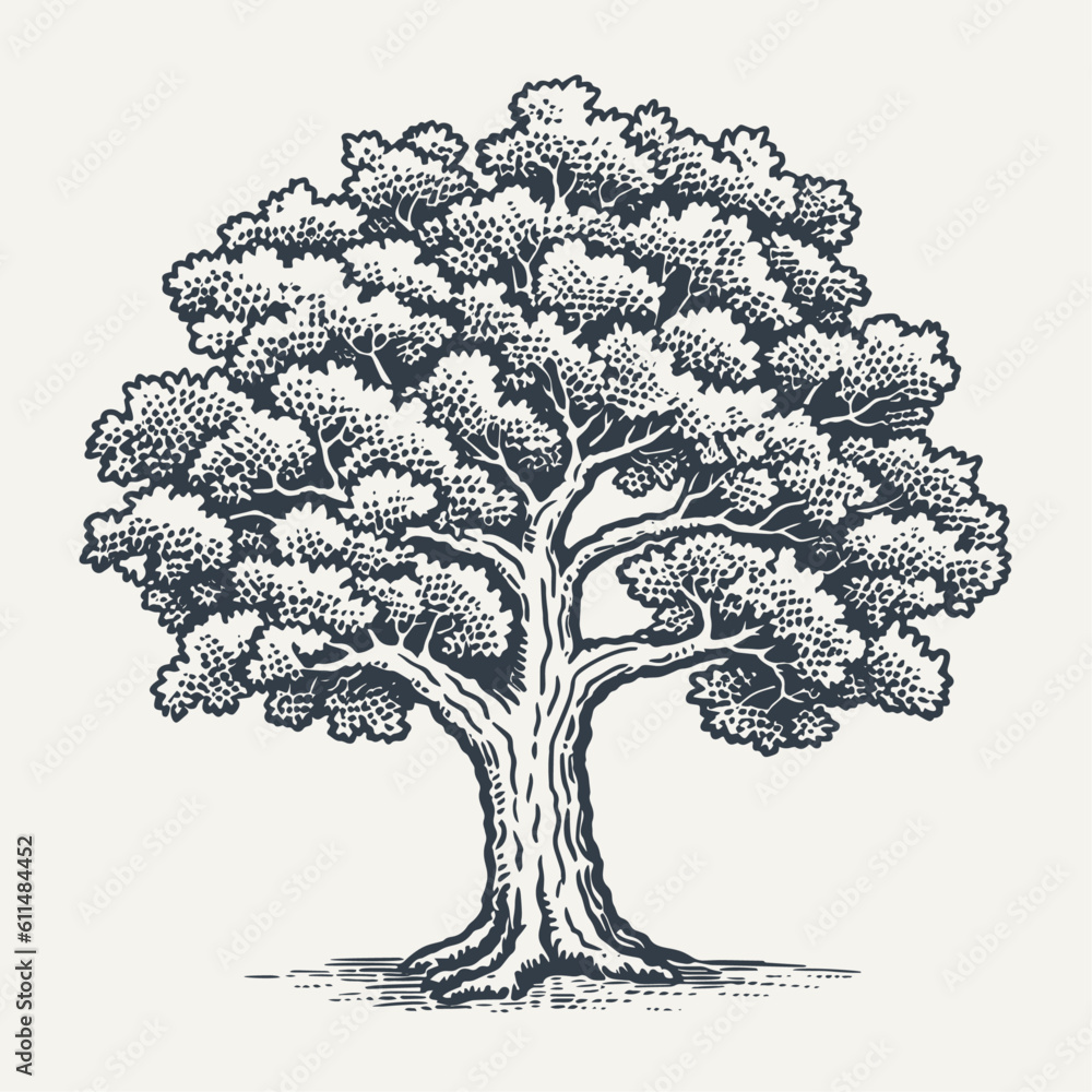 Poster Oak tree. Vintage woodcut engraving style vector illustration ...
