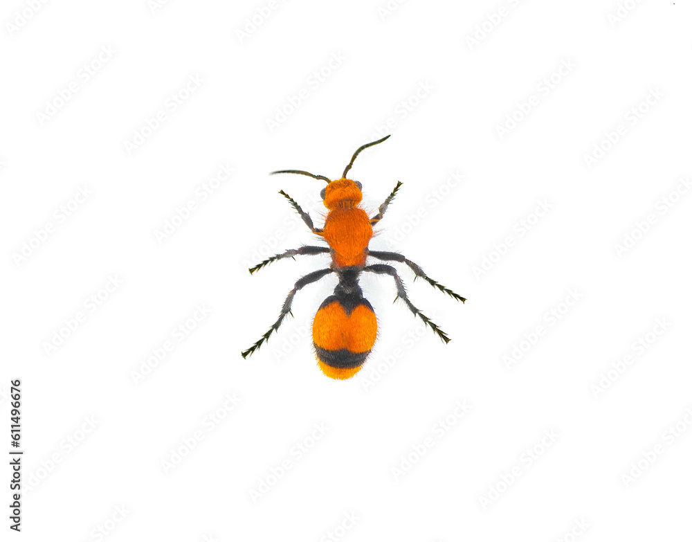 Female Dasymutilla occidentalis - red velvet ant, eastern velvet ant ...