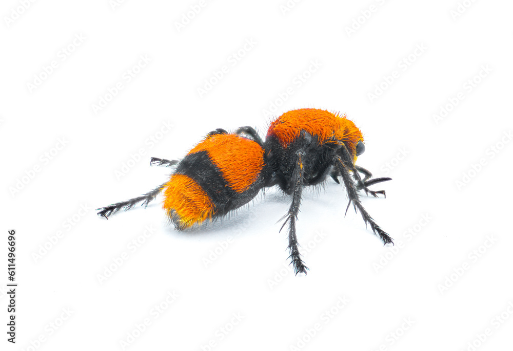 Female Dasymutilla occidentalis - red velvet ant, eastern velvet ant ...