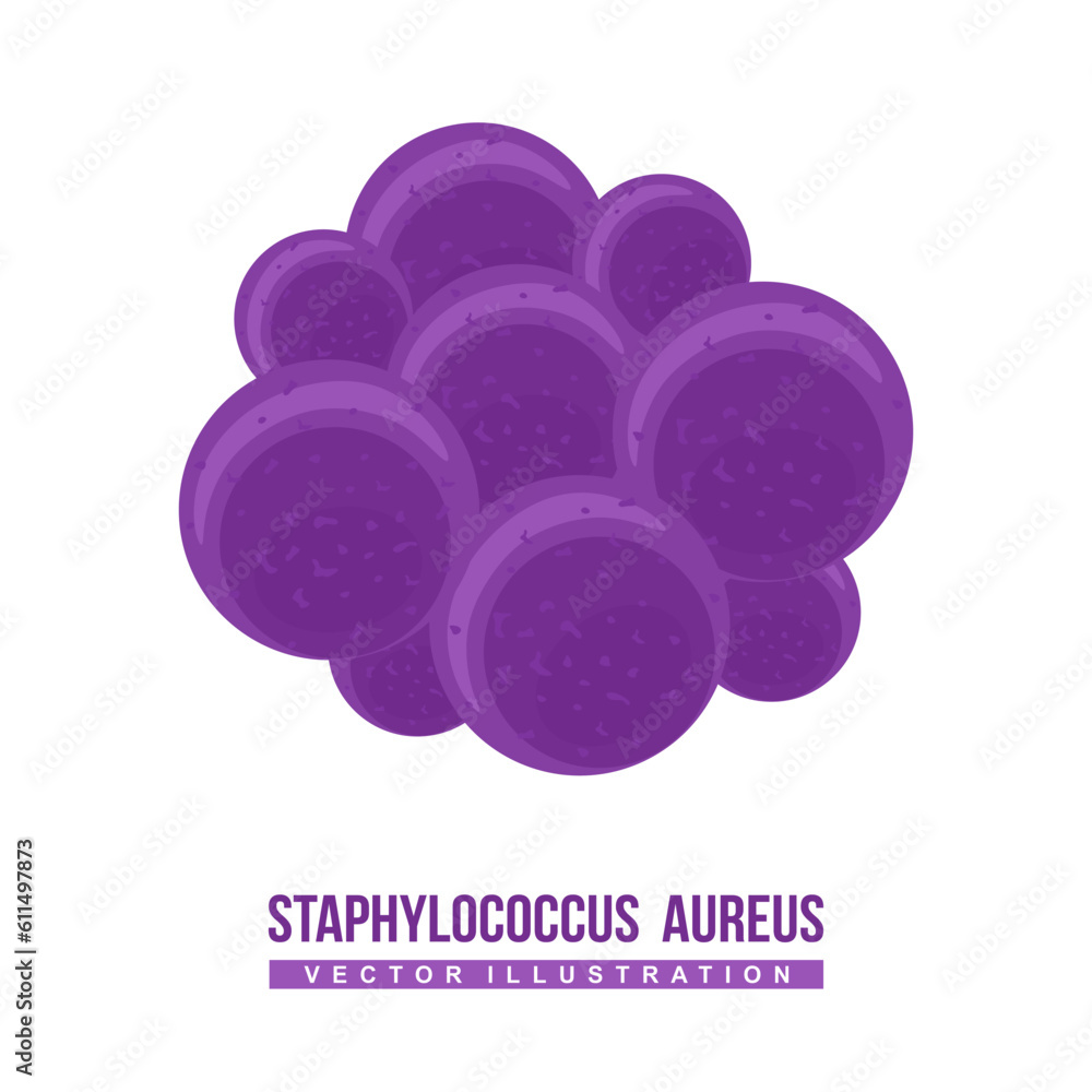 Vecteur Stock Staphylococcus aureus vector. Gram-positive spherically ...