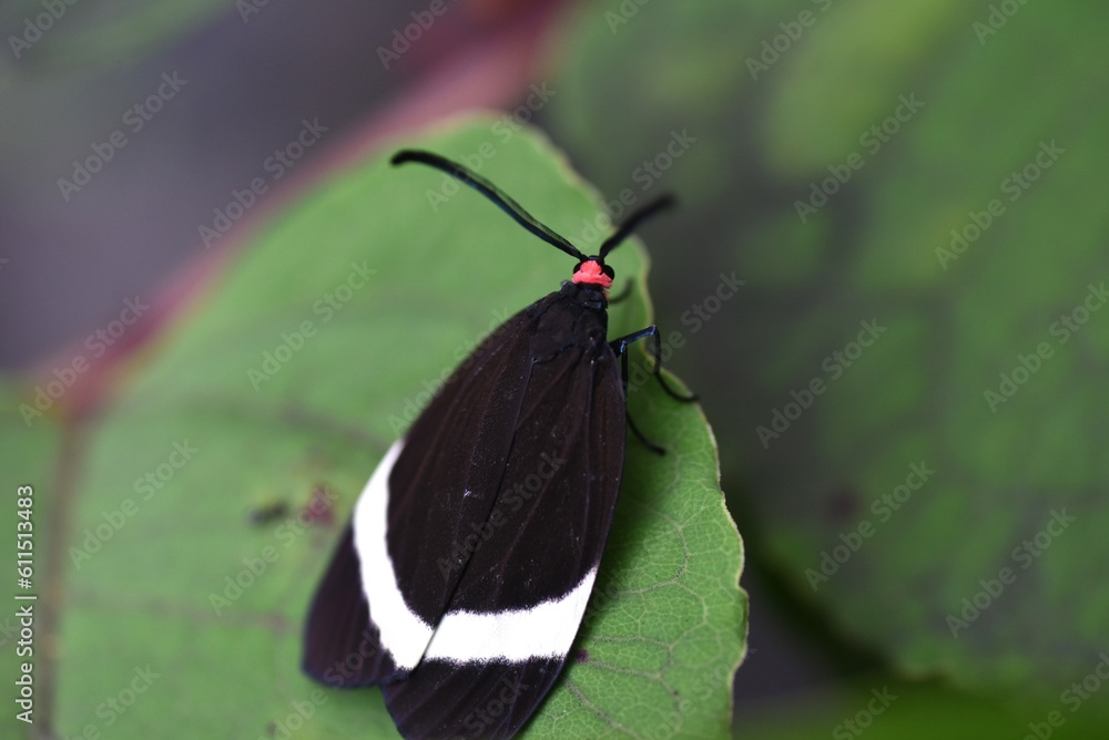 A Pidorus glaucopis. Pidorus glaucopis is a moth of the family ...