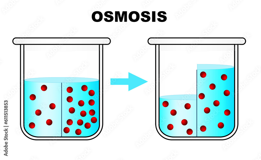 Osmosis process. Solvent passing through semipermeable membrane Stock ...