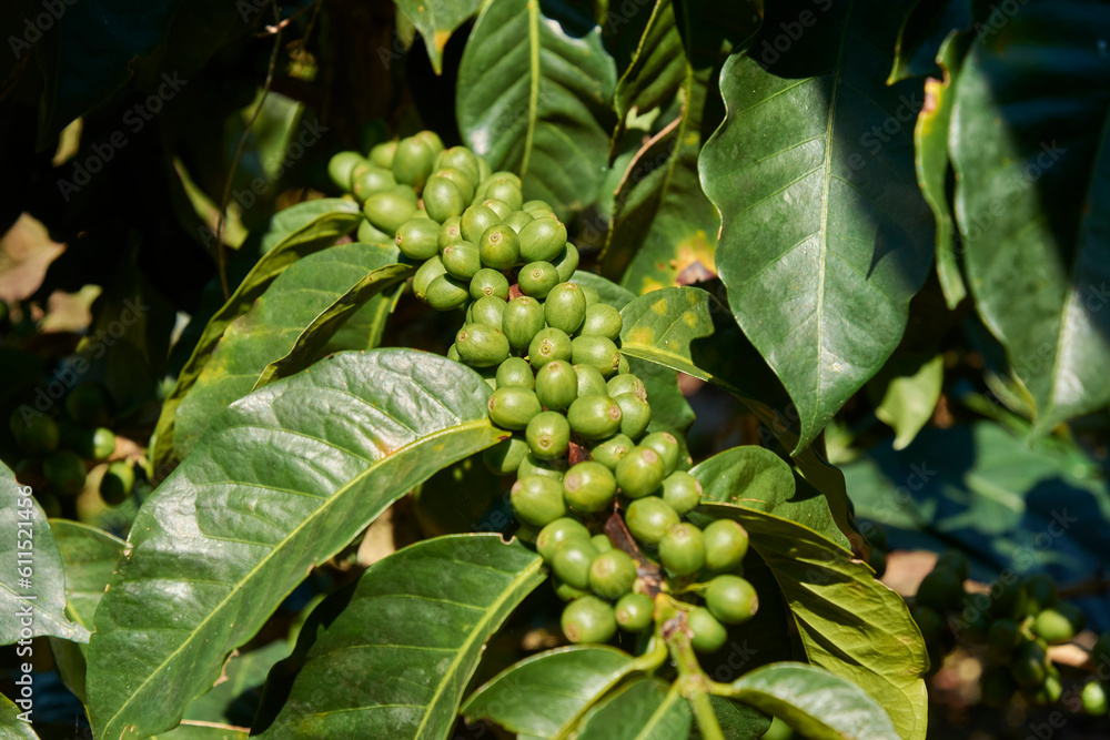 granos de café verde en la planta Stock Photo | Adobe Stock