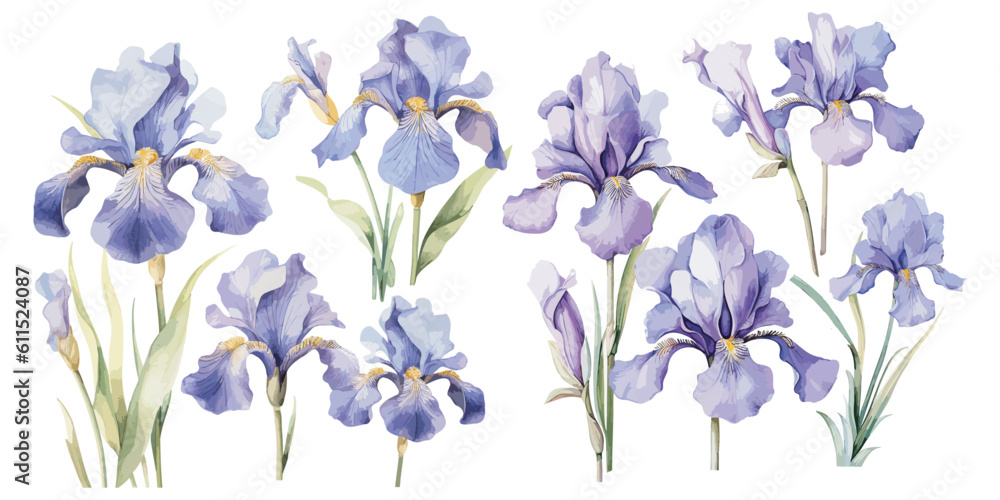watercolor iris flower clipart for graphic resources Stock Vector ...