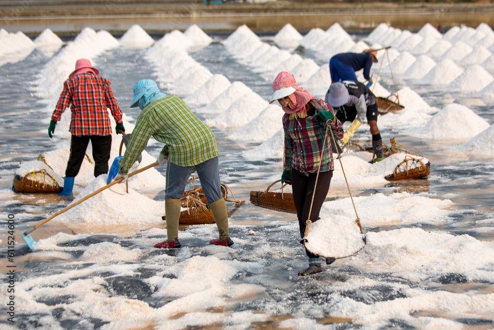 Foto de Farmers collecting salt in salt Farm (Naklua) in the coastal ...