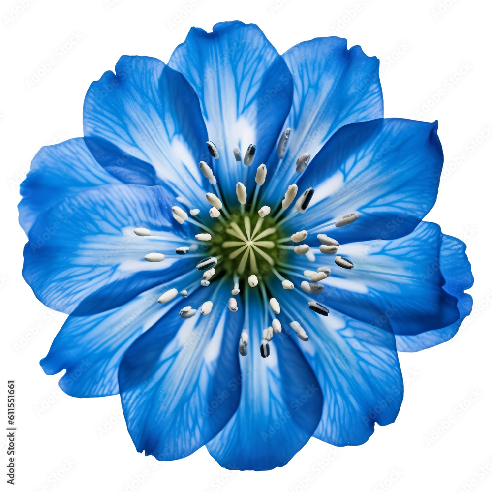 blue flower isolated on transparent background cutout Stock ...