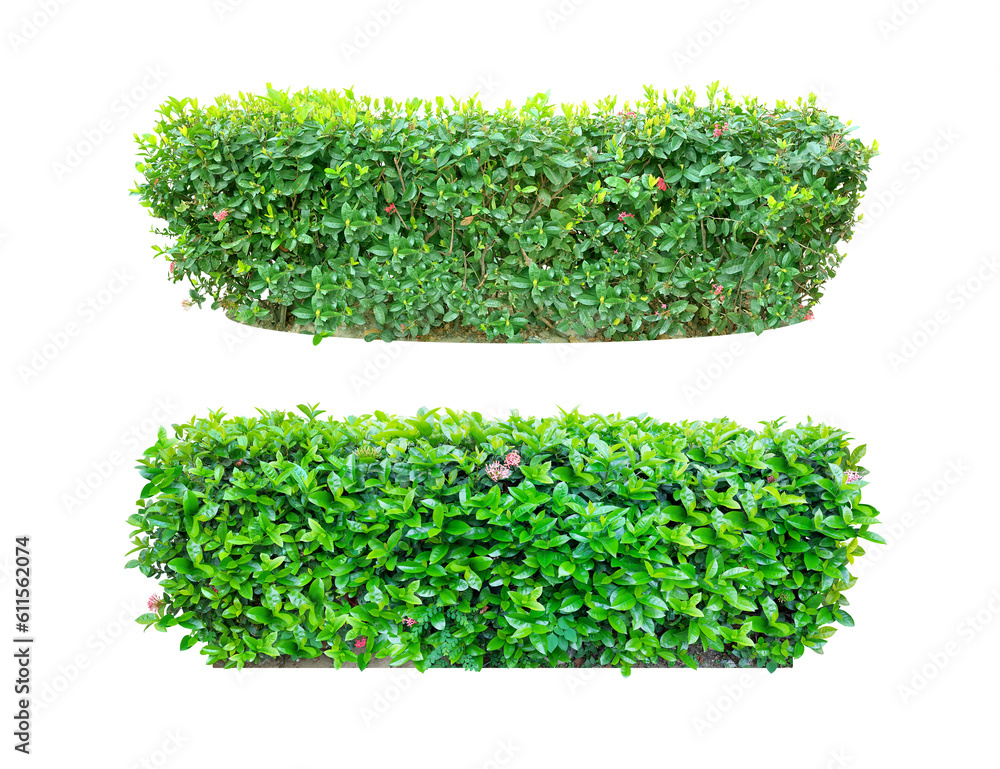 Ixora Ornamental plants and Green leafed bushes. (shrub) Square shape ...