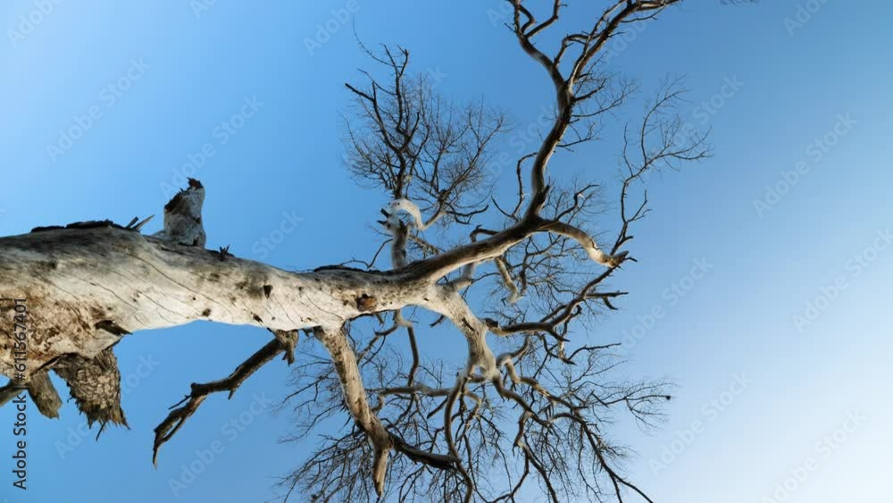 old tree, pinus pinea, dry, arid, pinus cembra, pine, travel, tree ...