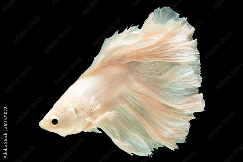 Combination of soft pink accents with the pure white coloration of the ...