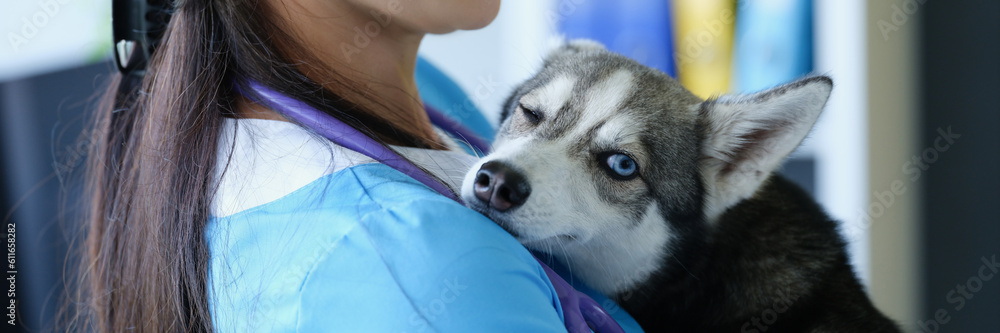 Veterinarian is holding small husky dog with eye problem. Corneal ...