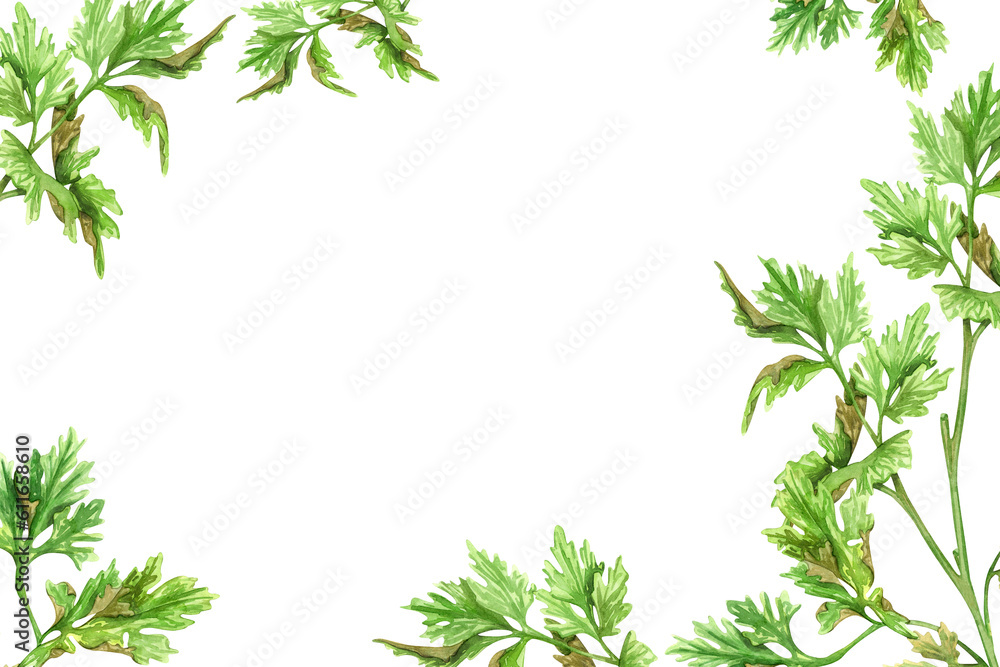 Young green parsley, spices, condiments, herbs isolated on white ...