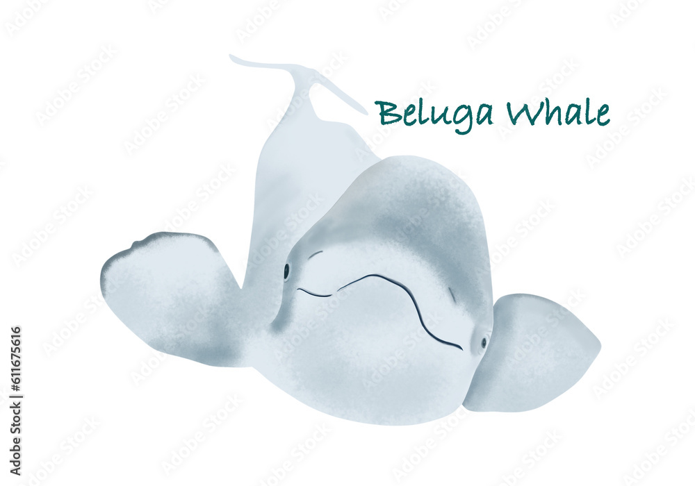 Beluga whale hand drawing illustration with transparent background ...