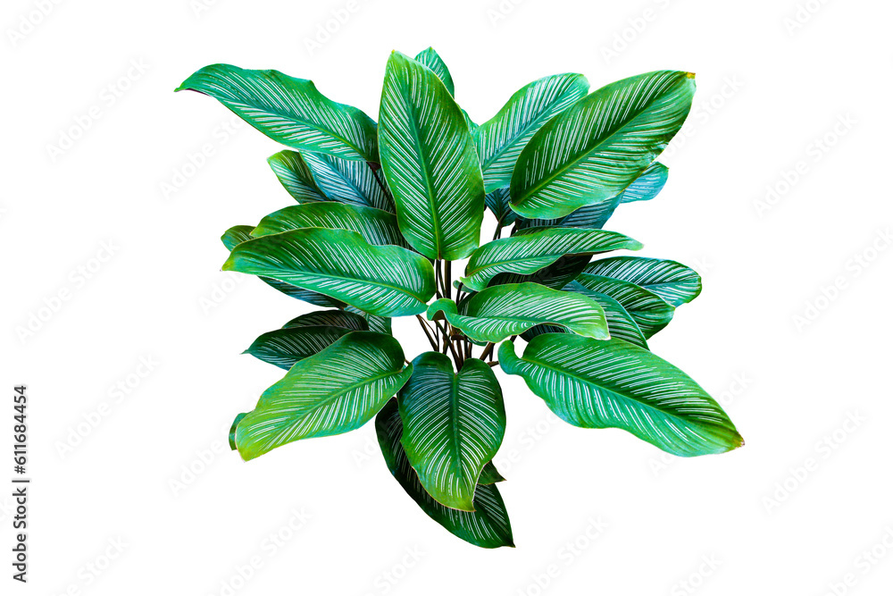 Calathea Ornata patterned leaves isolated on transparent background ...
