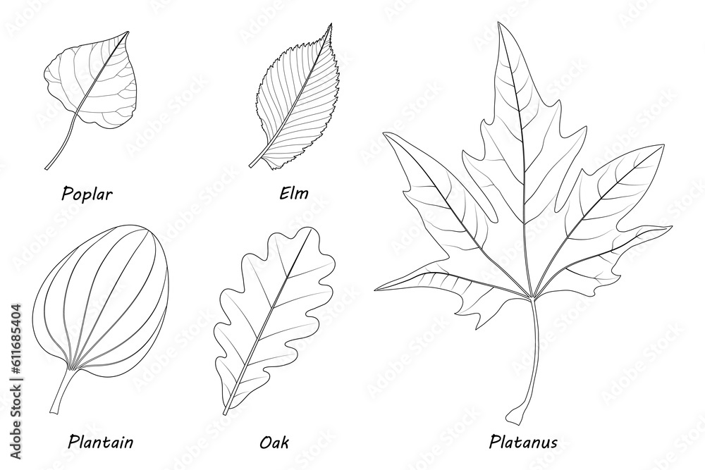 Examples Of Simple Leaves Poplar Populus Elm Ulmus Laevis examples-of-simple-leaves-poplar-populus-elm-ulmus-laevis