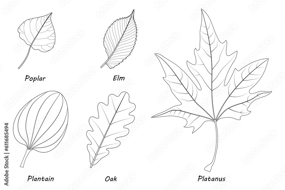 Examples of simple leaves. Poplar (Populus), elm (Ulmus laevis ...