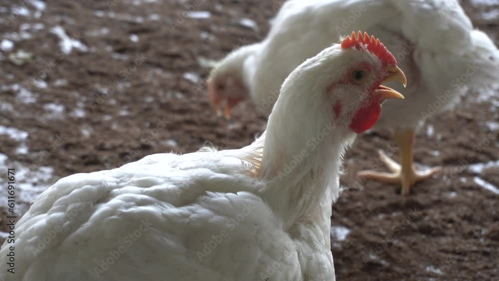 Vidéo Stock A poor broiler gets heat stroke, and panting because of the ...