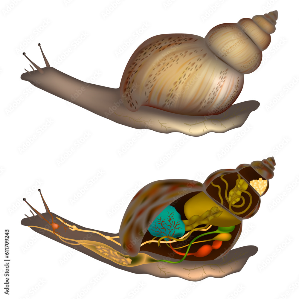 Snails and Slugs Anatomy Snail Body Structure Diagram. Internal and ...