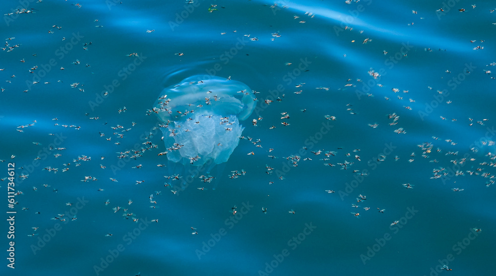 Ants with wings floating on the surface, falling into the water ...