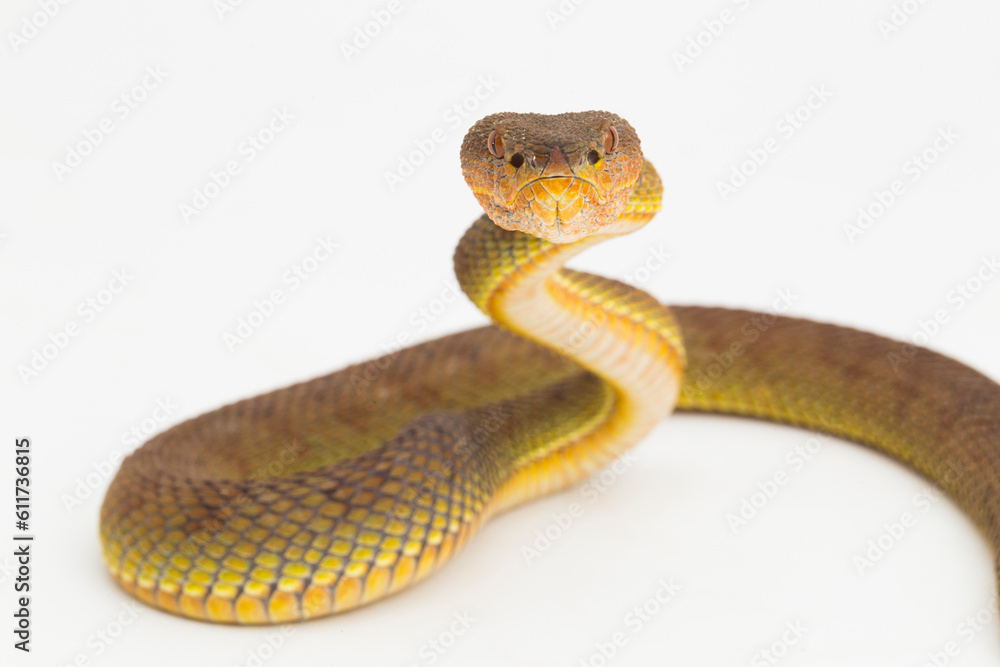 Trimeresurus purpureomaculatus mangrove pit viper snake or shore pit ...