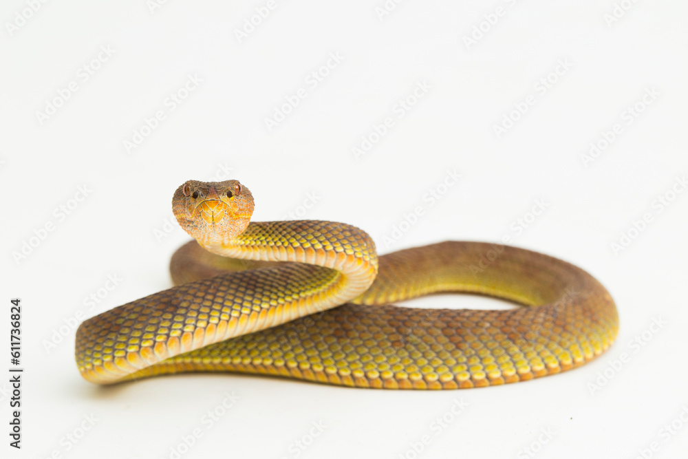 Trimeresurus purpureomaculatus mangrove pit viper snake or shore pit ...
