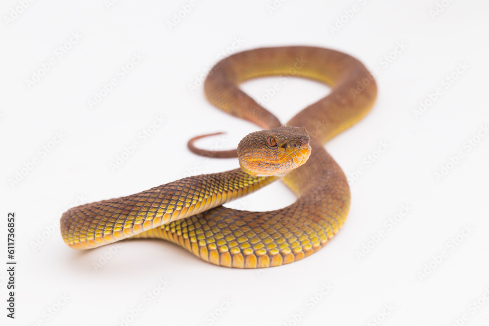 Trimeresurus purpureomaculatus mangrove pit viper snake or shore pit ...