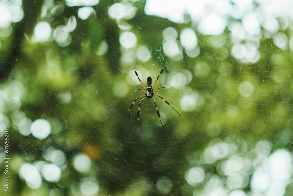Golden silk orb weaver spider or giant wood spider sitting on cobweb ...
