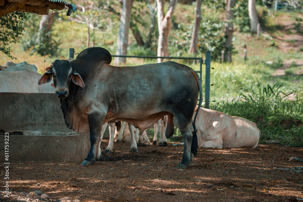 Side view of black brahman bull standing on field at farmland in Costa ...