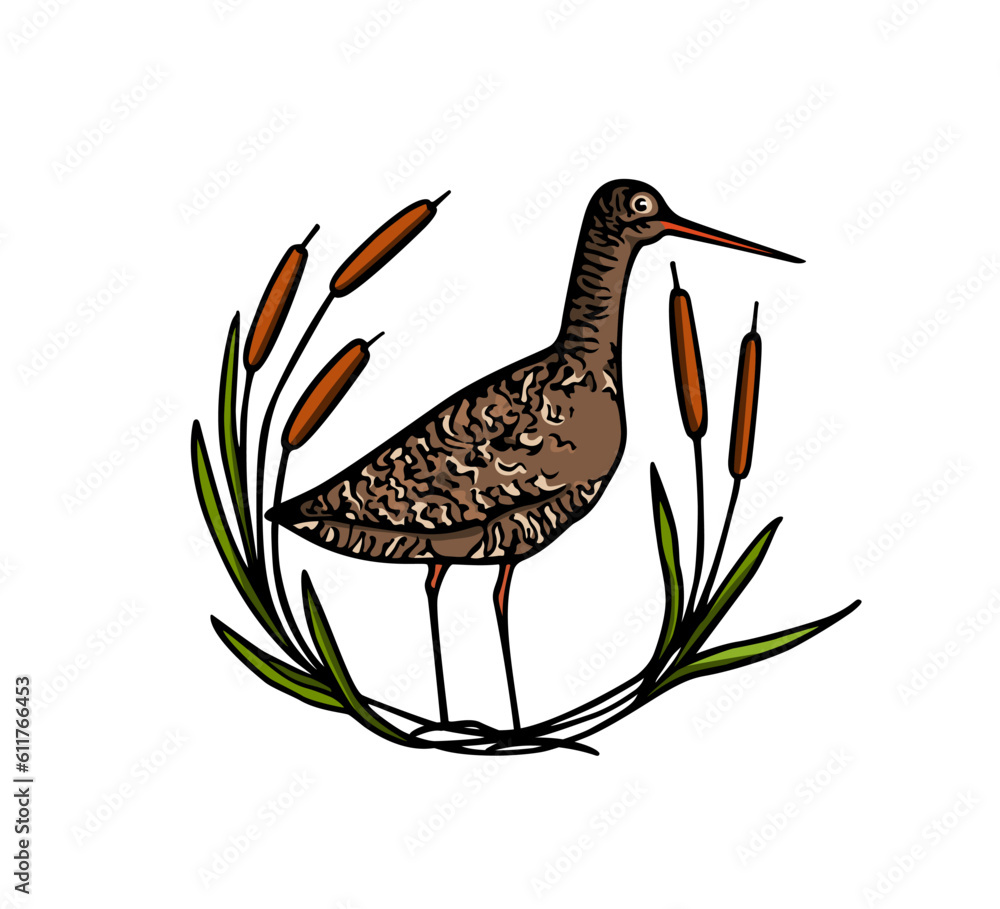 Vector card with hand drawn sweet Spotted redshank in graceful cattail ...
