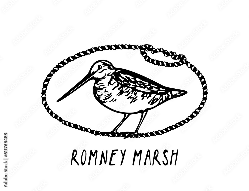 Vector card with hand drawn cute snipe in nautical rope frame. Ink ...