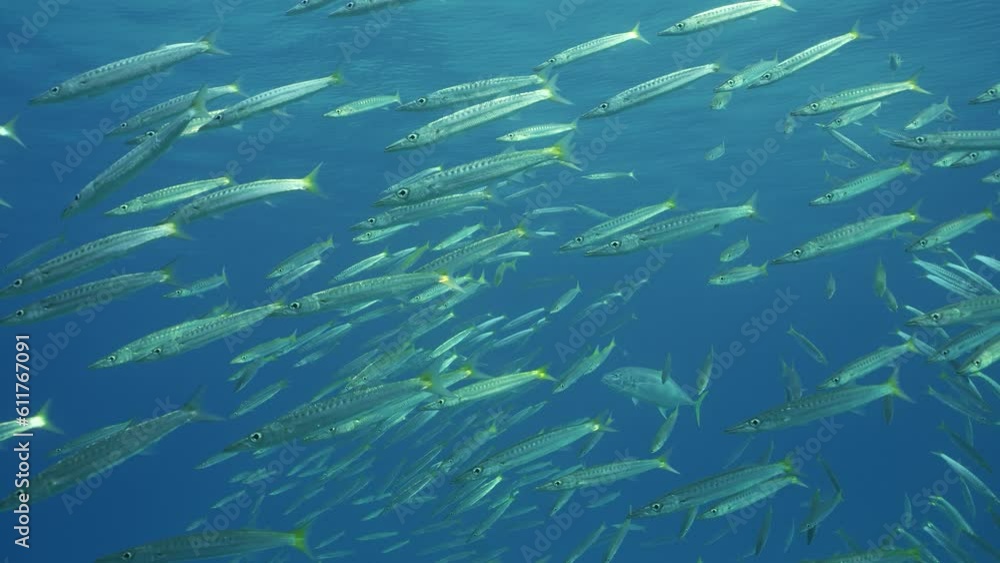 Slow motion, Barracudas are floating in blue water. Huge school of ...
