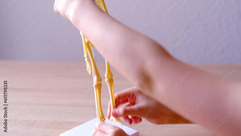 close-up of hands of child examining plastic model of human skeleton ...